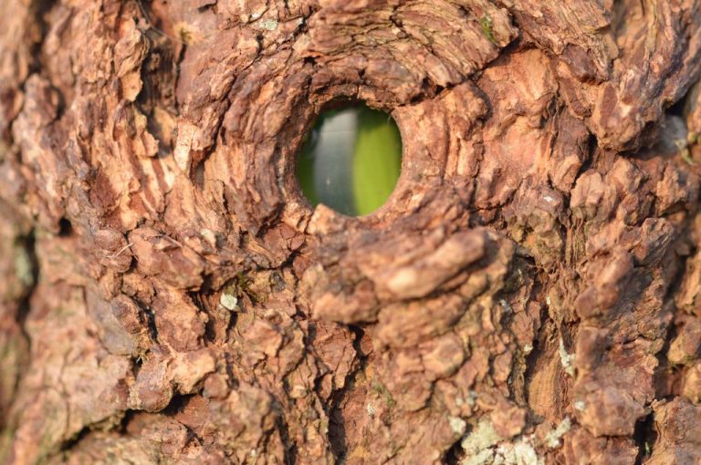 Astloch – hoangascht | Mundart von Kurt Pikl